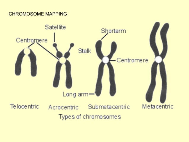 Biological inheritance | PPT