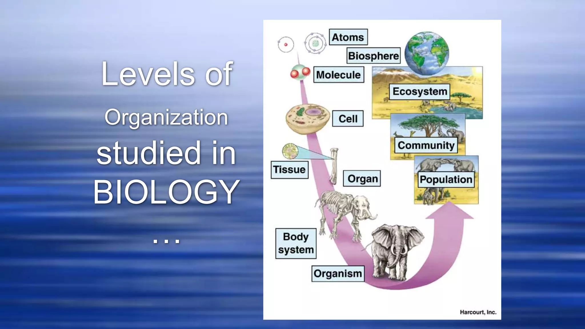 Biological levels of organization for Grade 7 | PPTX