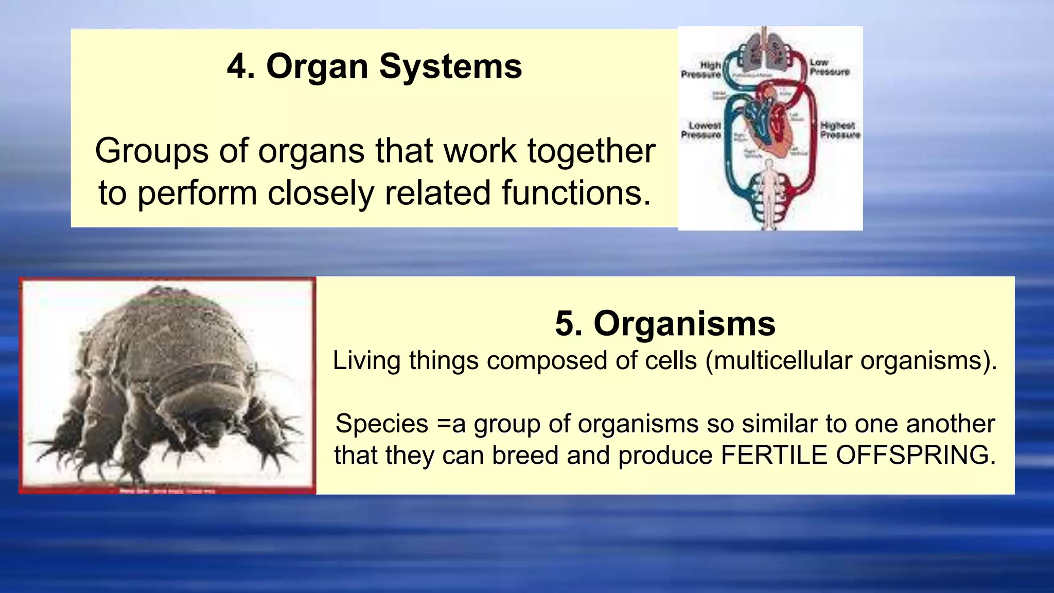 Biological levels of organization for Grade 7 | PPTX