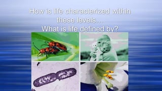 Biological levels of organization for Grade 7 | PPTX