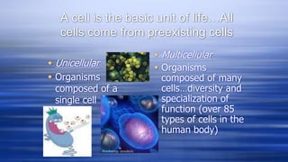 Biological levels of organization for Grade 7 | PPTX