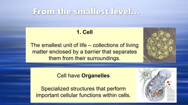 Biological levels of organization for Grade 7 | PPTX