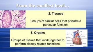 Biological levels of organization for Grade 7 | PPTX