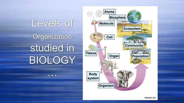 Biological levels of organization for Grade 7