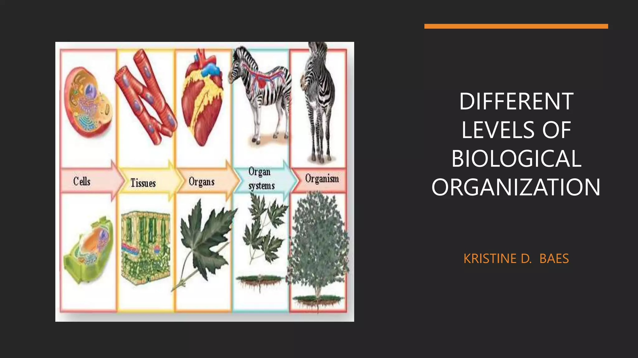 biological level ppt | PPT