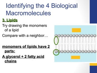 Biological macromolecules carbohydrates, lipids, proteins, nucleic ...