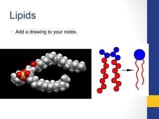 Biological macromolecules carbohydrates, lipids, proteins, nucleic ...