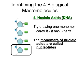 Four Macromolecules