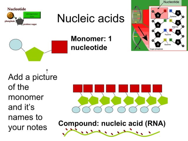 Biological macromolecules carbohydrates, lipids, proteins, nucleic acids