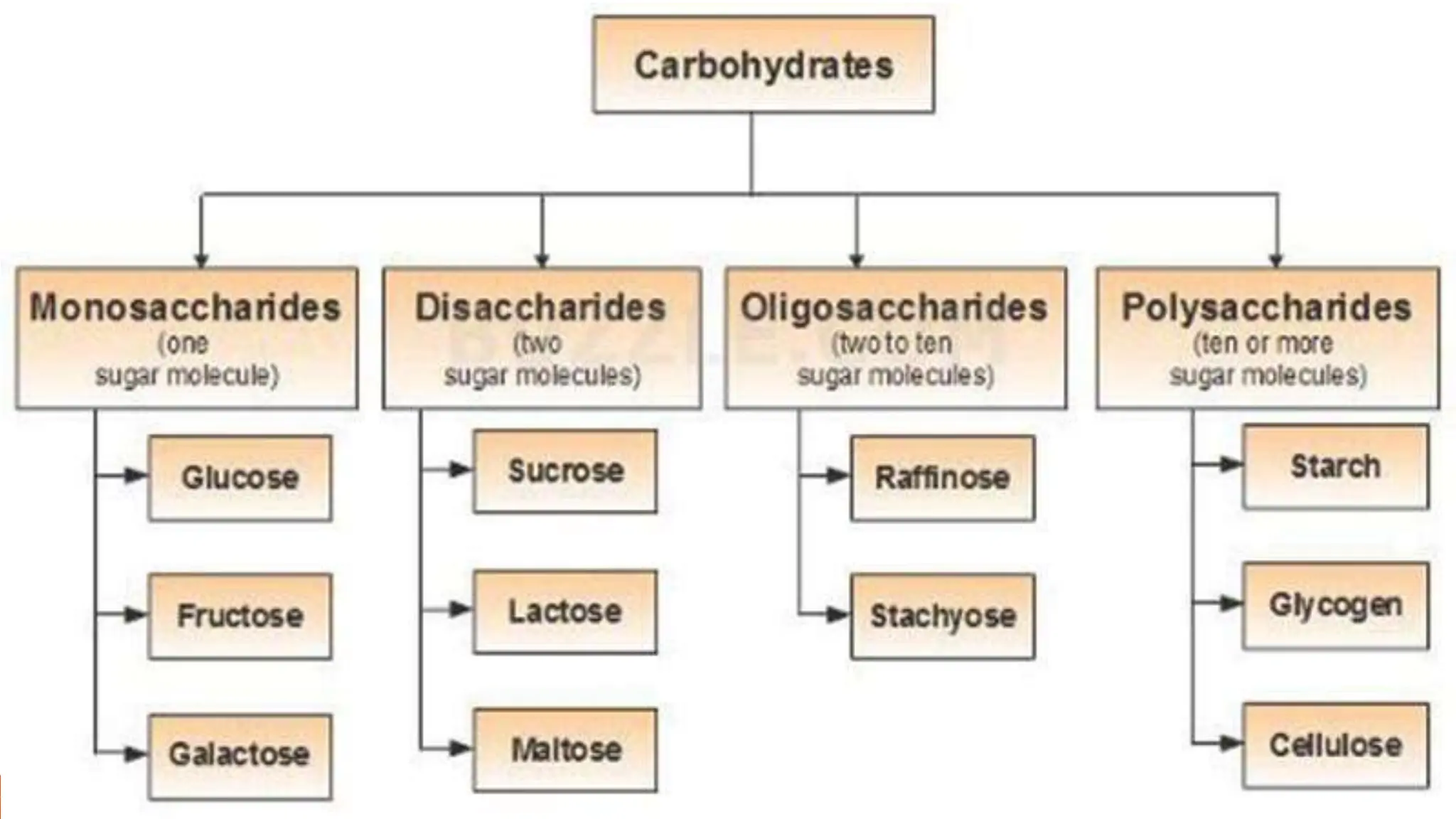 BIOLOGICAL MACROMOLECULES.pptx | Nutrition | Healthy Living