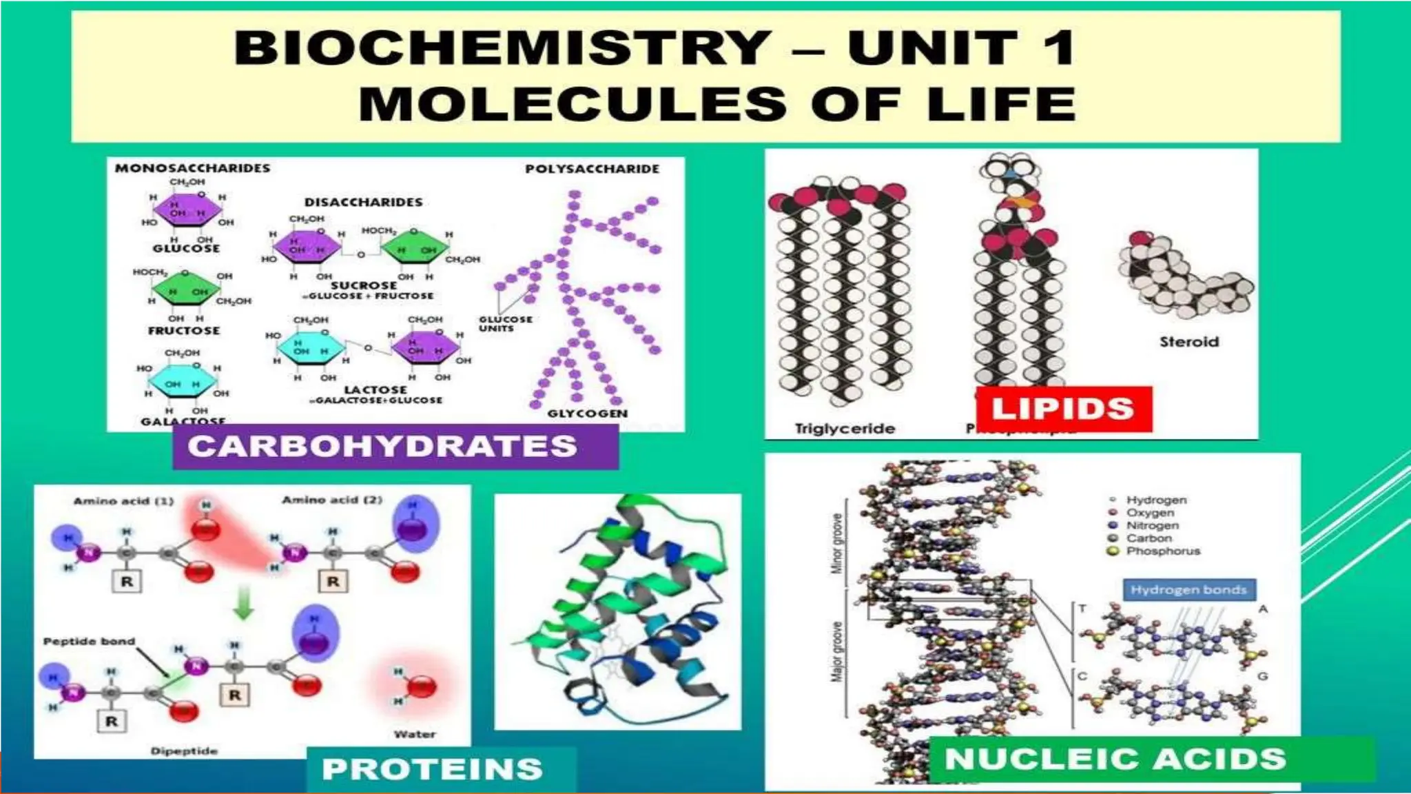 BIOLOGICAL MACROMOLECULES.pptx | Nutrition | Healthy Living
