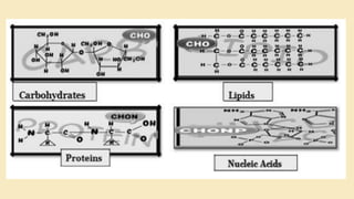 Biological Macromolecules physical science | PDF