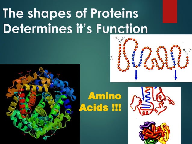 Biological Macromolecules in general biology | PPT