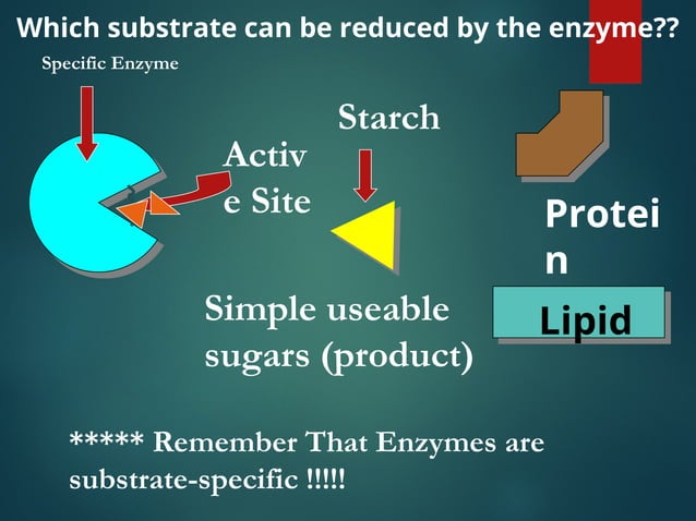Biological Macromolecules in general biology | PPT