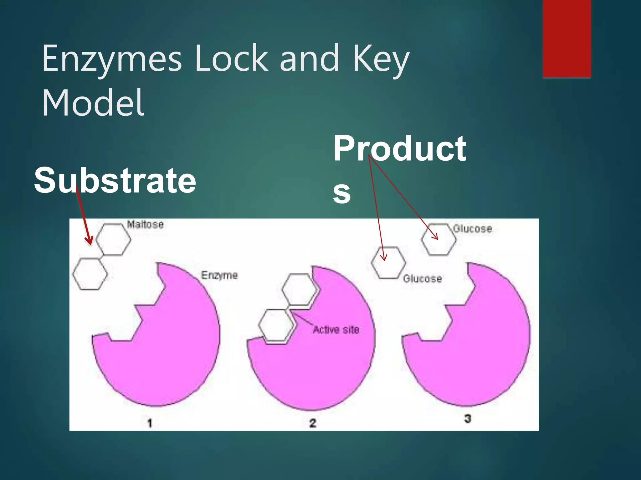 Biological Macromolecules 2015 (1).ppt