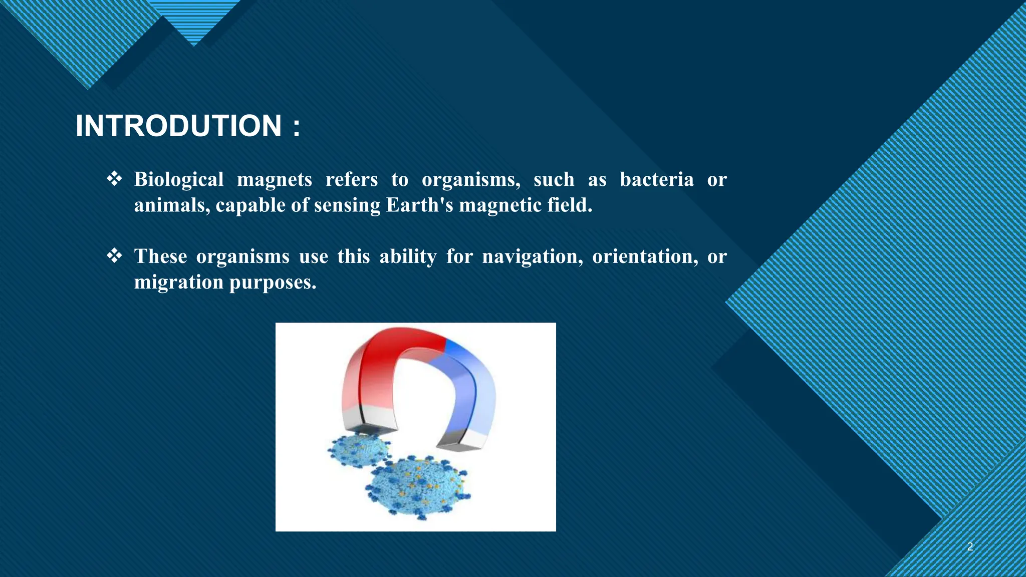 BIOLOGICAL MAGNETS.pptxhhhyuuhhhhhhhhhhhhhvvvvv | PPTX