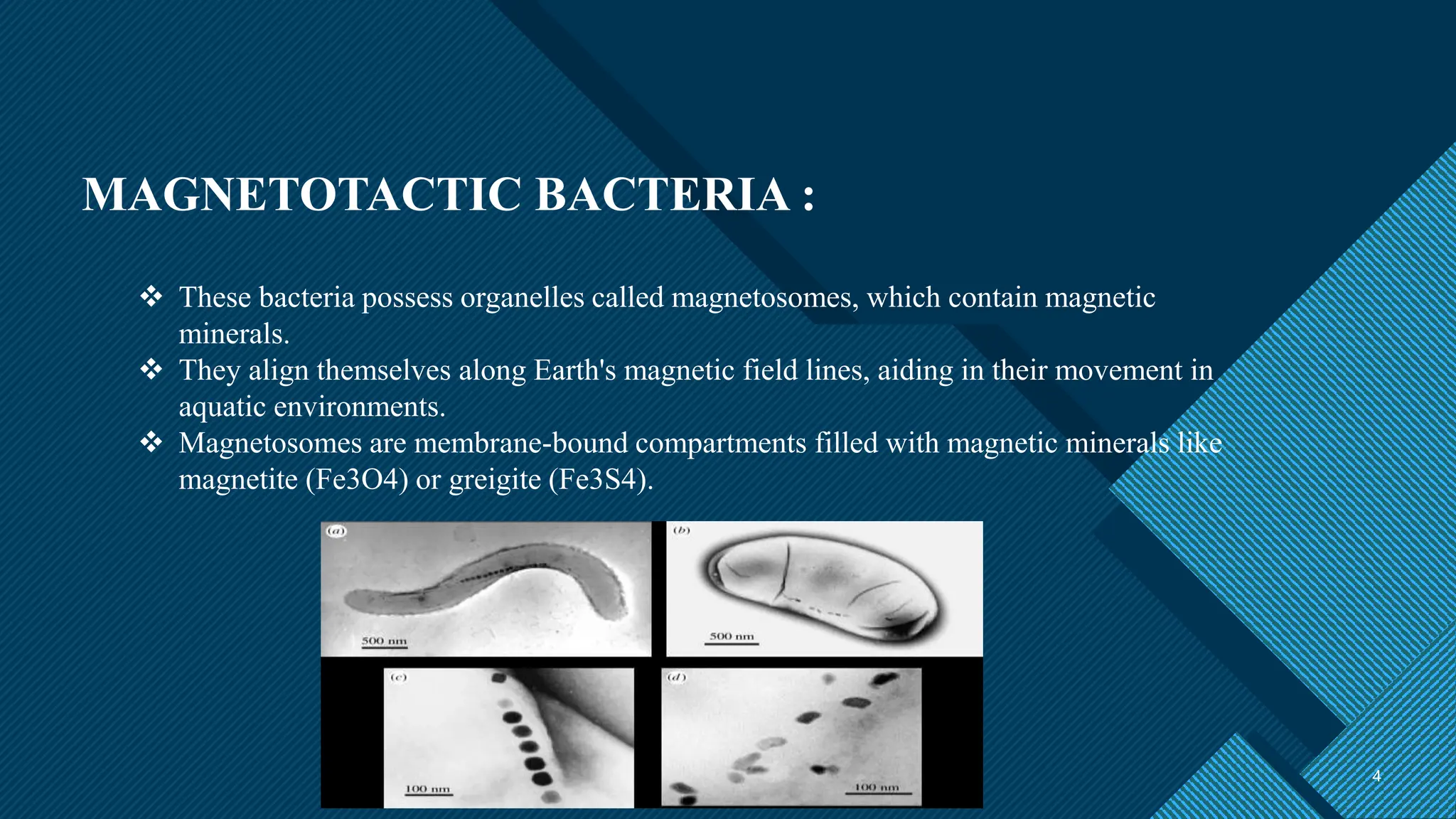 BIOLOGICAL MAGNETS.pptxhhhyuuhhhhhhhhhhhhhvvvvv | PPTX