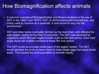 BiologicalMagnification. .ppt