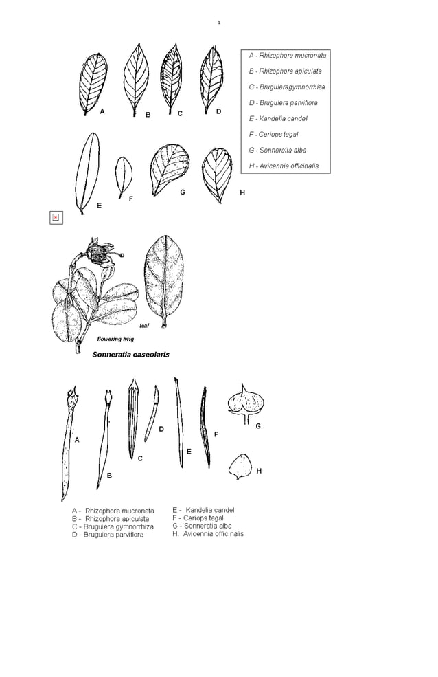 Biological mangrove identification | PDF