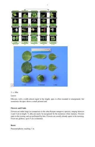 Biological mangrove identification | PDF