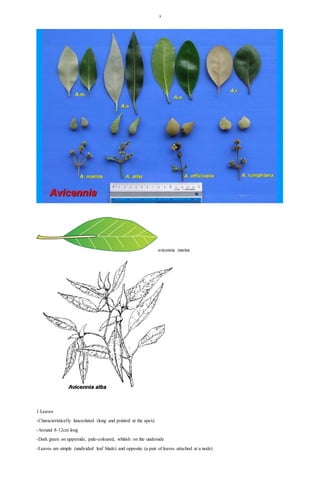 Biological mangrove identification | DOCX