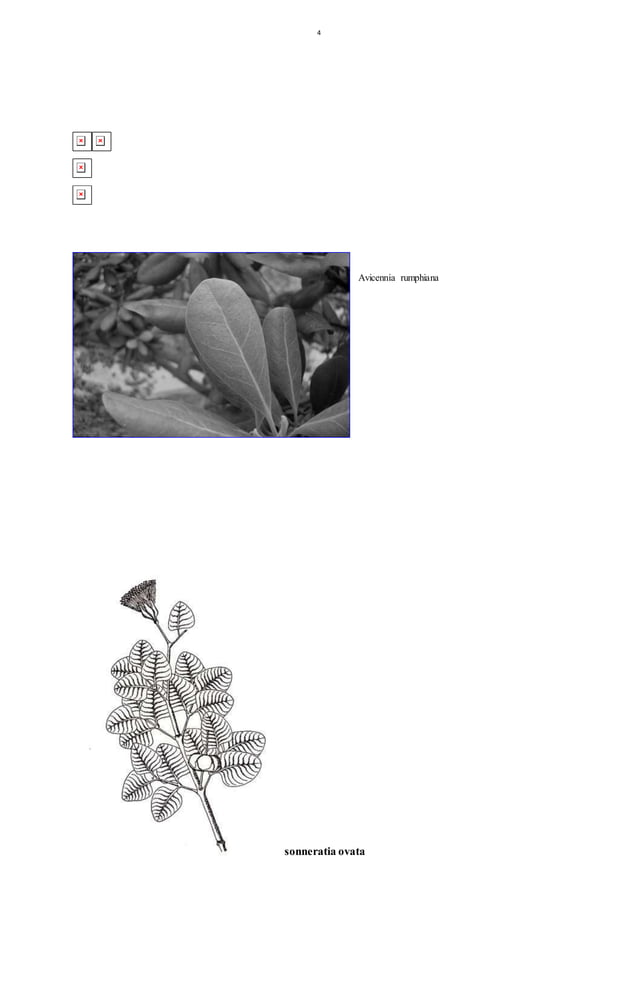 Biological mangrove identification | PDF