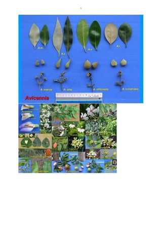 Biological mangrove identification | DOCX