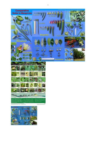 Biological mangrove identification | DOCX