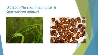 Biological and Cultural Control of Weeds and Nematodes | PPTX