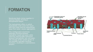Biological membrane | PPTX