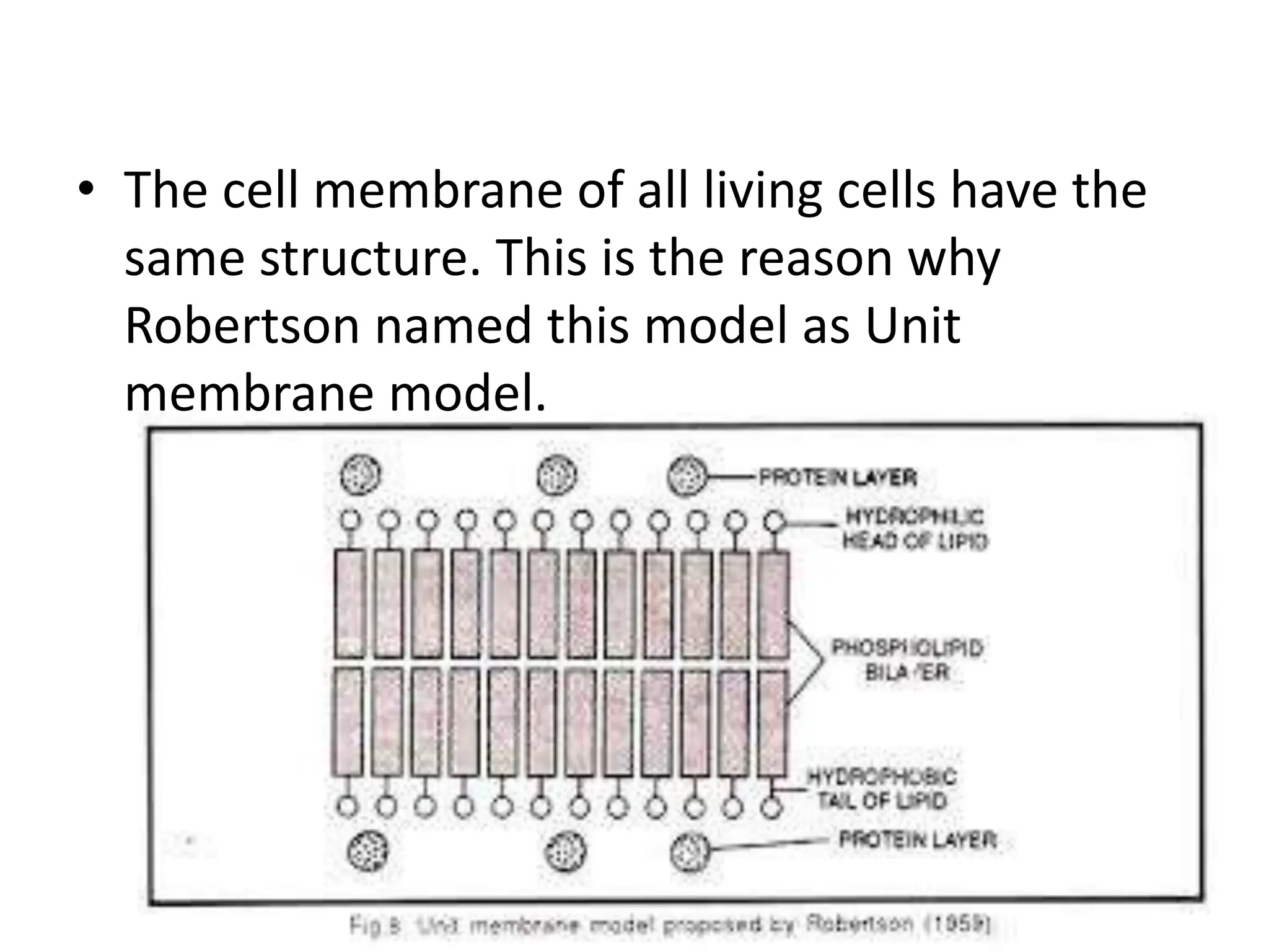 BIOLOGICAL MEMBRANE, Characteristics of BIOLOGICAL MEMBRANE.pptx