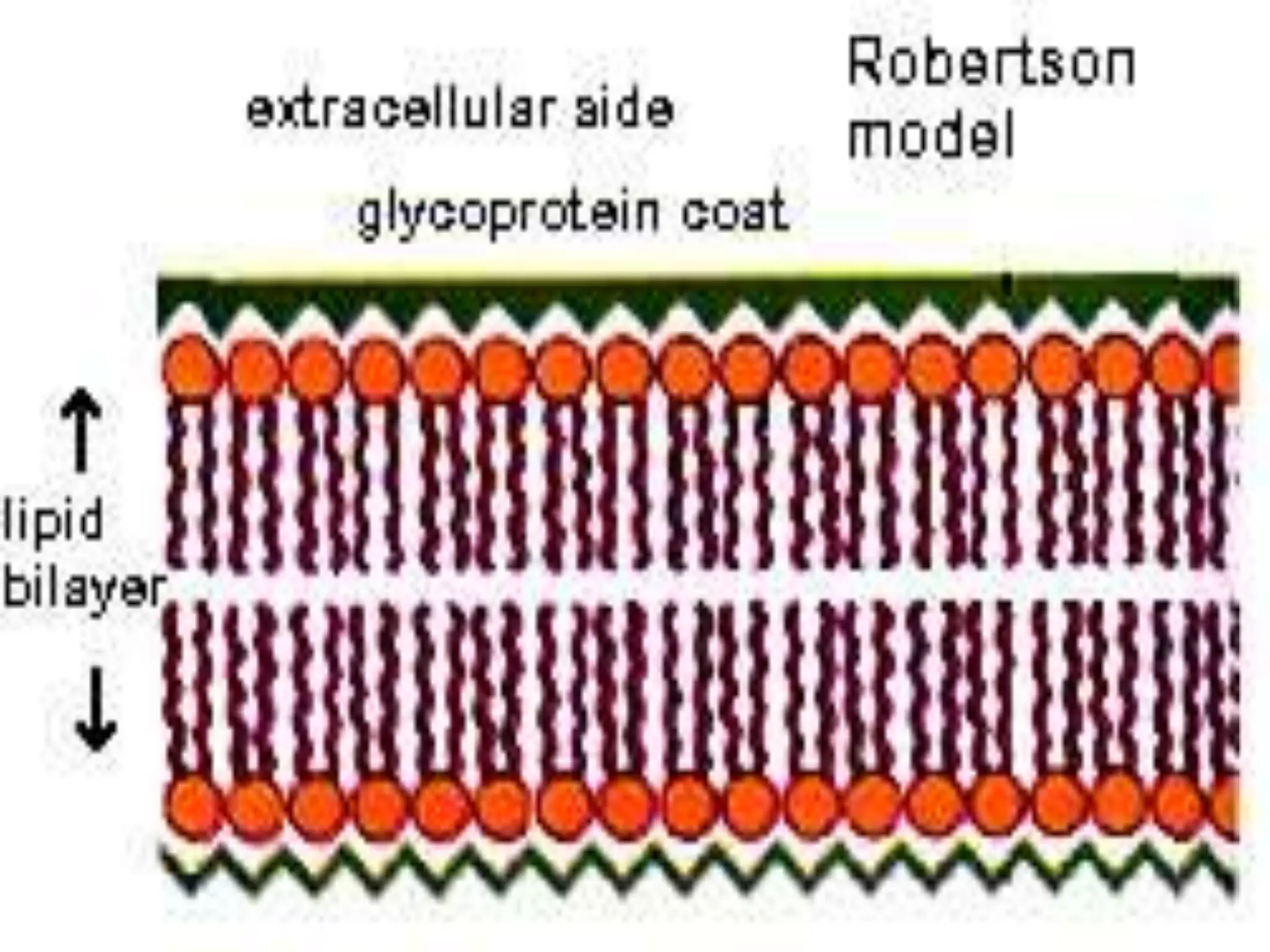Biological Membrane Characteristics Of Biological Membrane Pptx