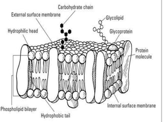 BIOLOGICAL MEMBRANE, Characteristics of BIOLOGICAL MEMBRANE.pptx