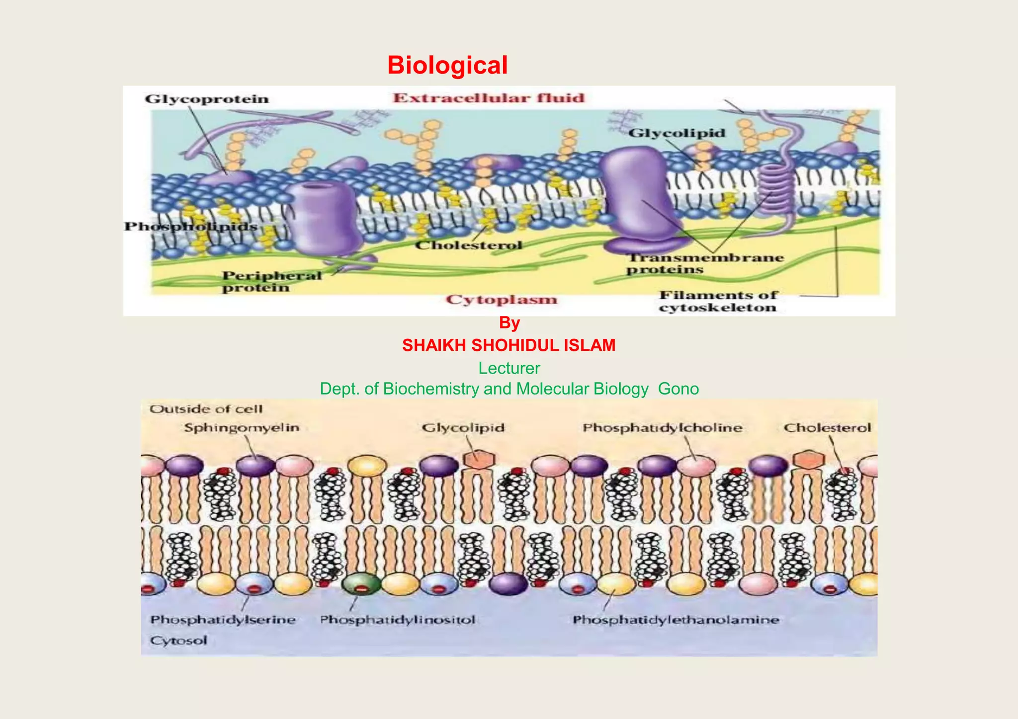 Biological membrane | PPT
