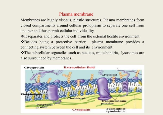 Biological membrane | PPT
