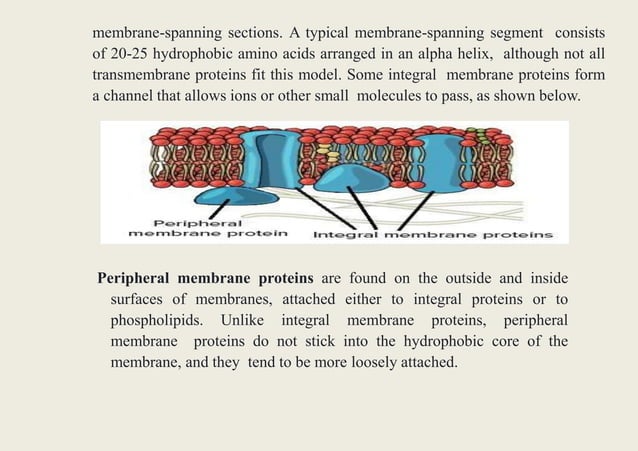 Biological membrane | PPT