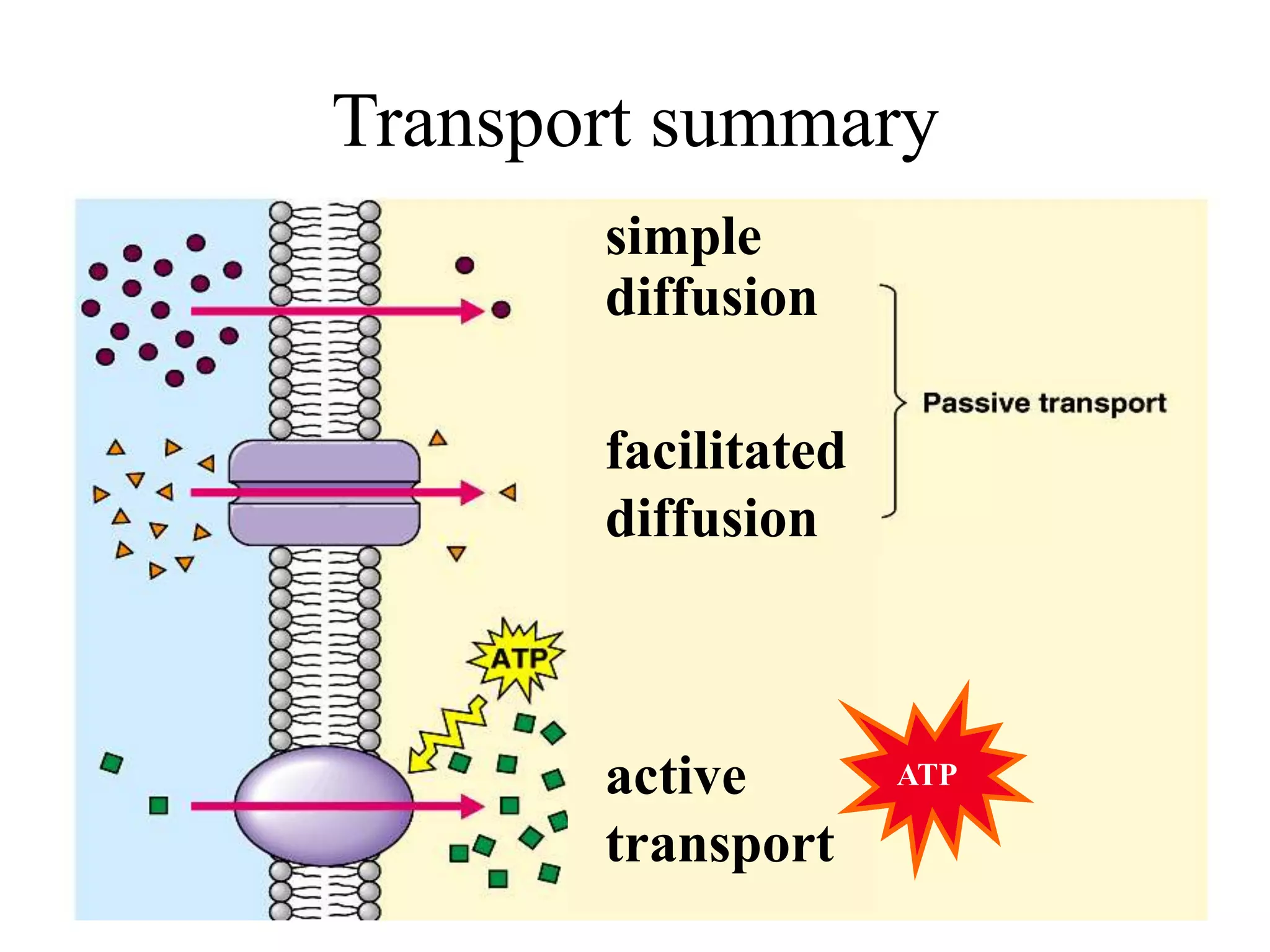 Biological membrane and transport | PDF