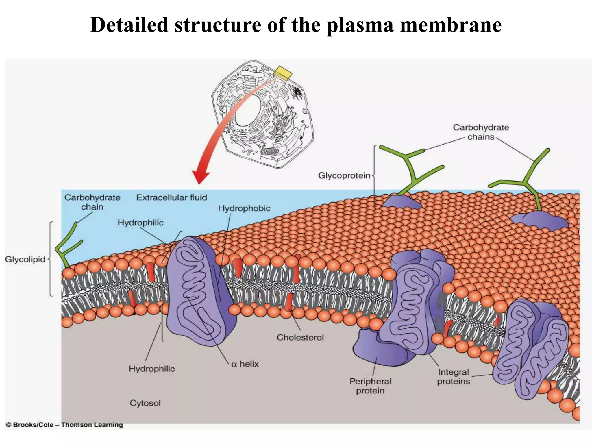 Biological membrane and transport | PDF