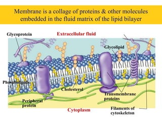 Biological membrane and transport | PDF