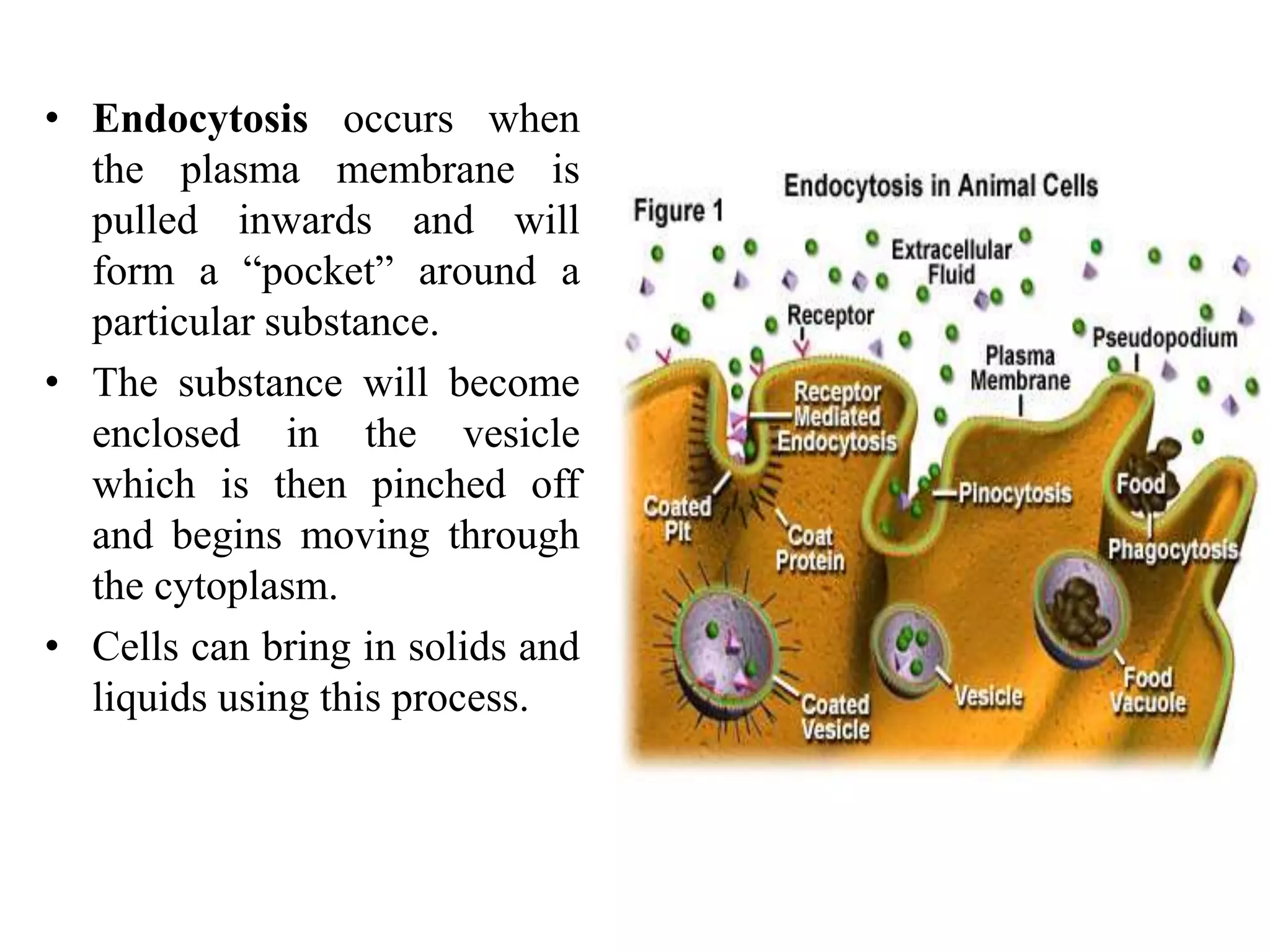 Biological membrane and transport | PDF