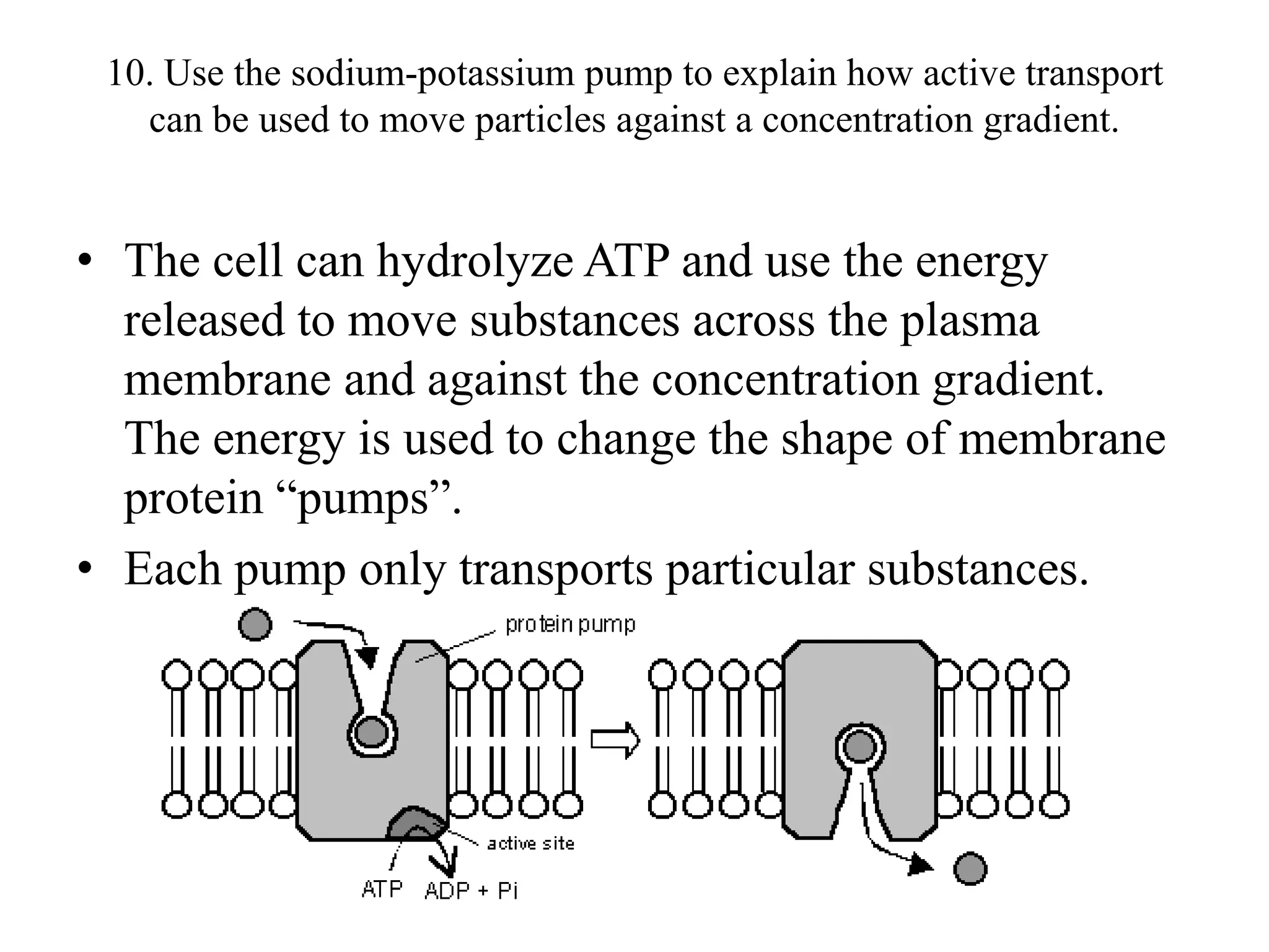 Biological membrane and transport | PDF
