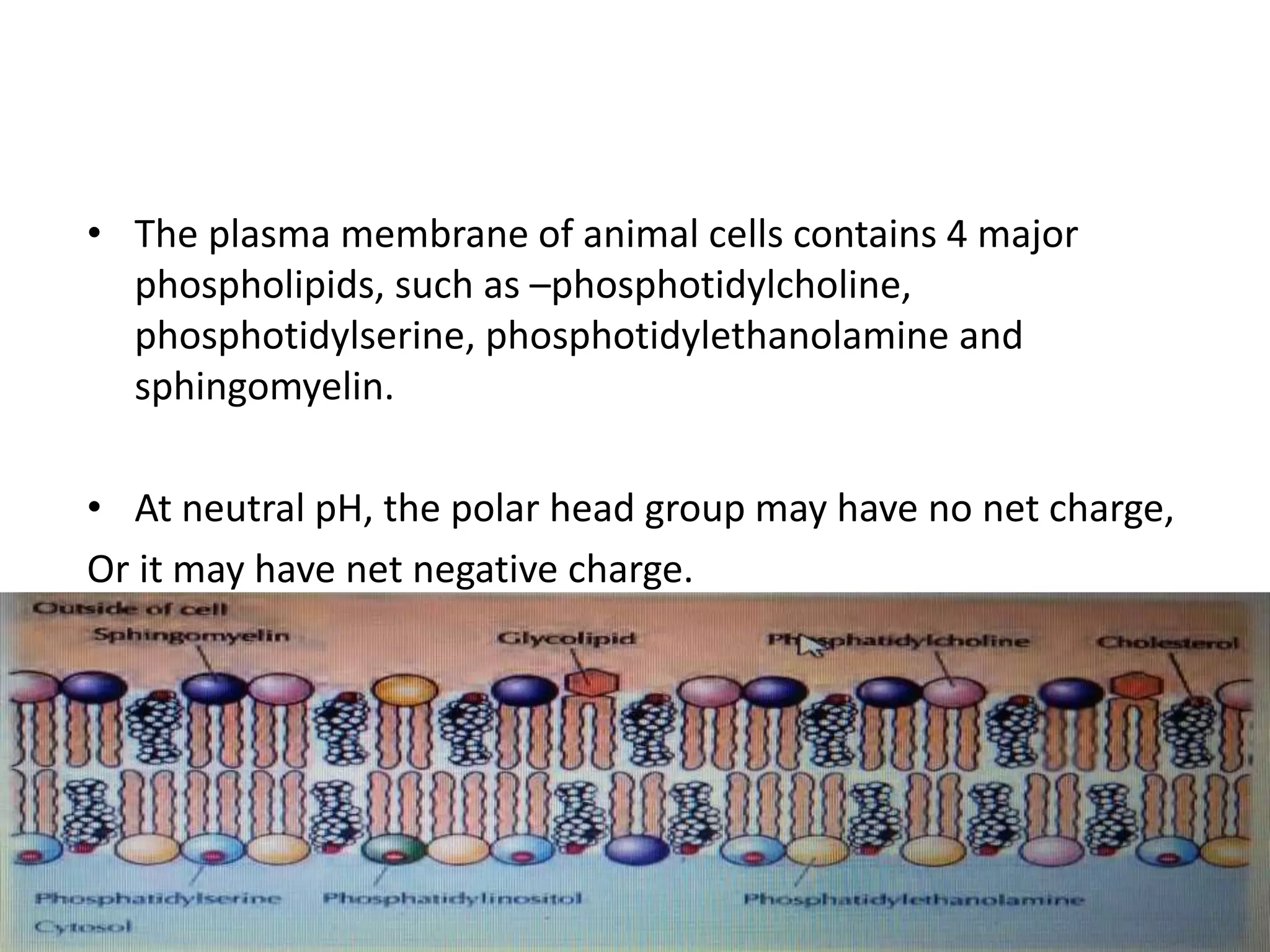 Biological membrane & its chemical composition | PPTX