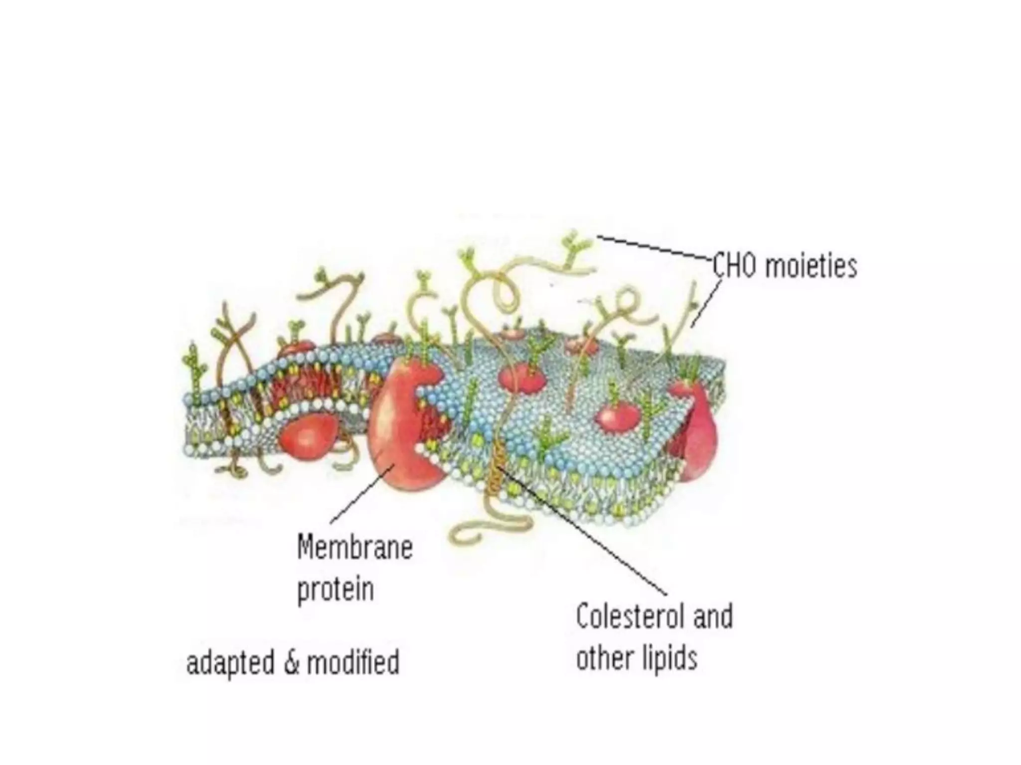 Biological membrane & its chemical composition | PPTX