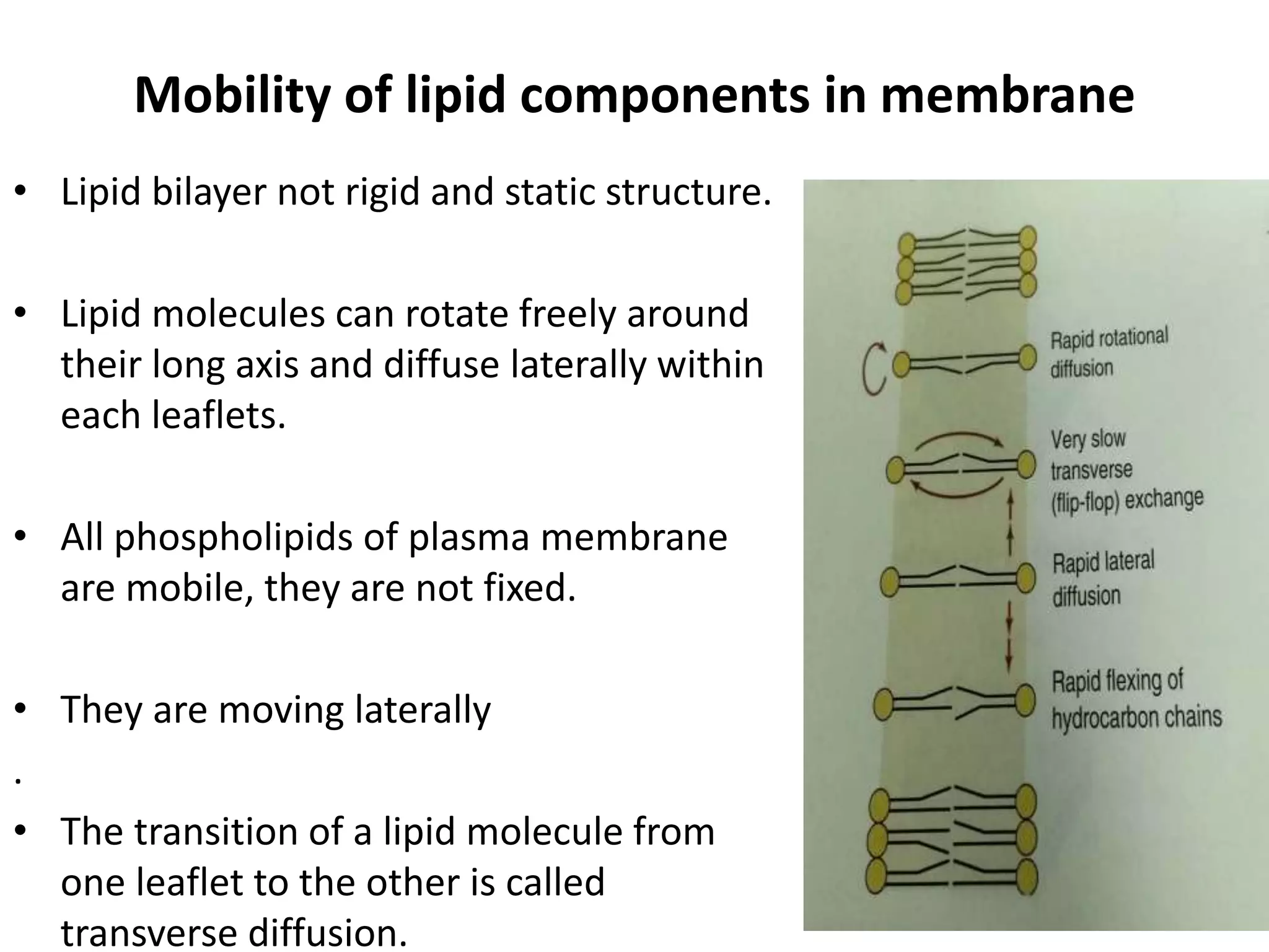 Biological membrane & its chemical composition | PPTX