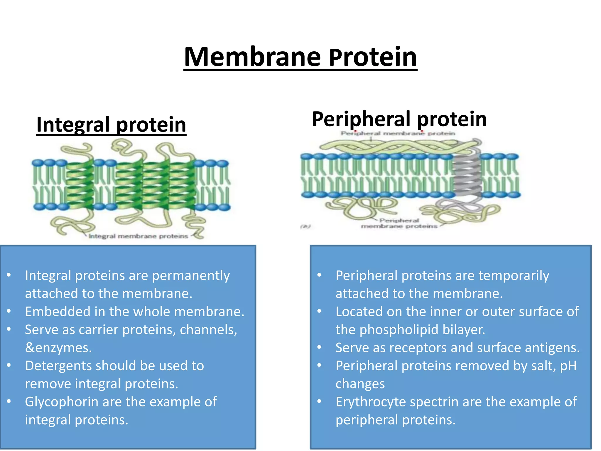 Biological membrane & its chemical composition | PPTX