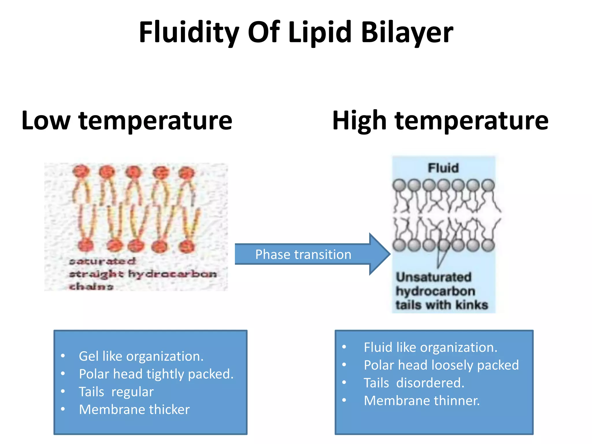 Biological membrane & its chemical composition | PPTX