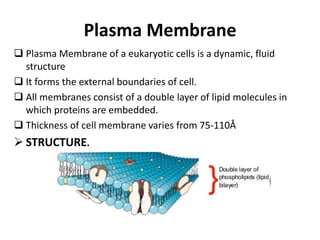 Biological membrane & its chemical composition | PPTX