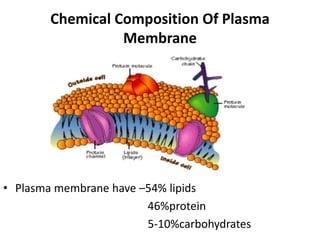 Biological membrane & its chemical composition | PPTX