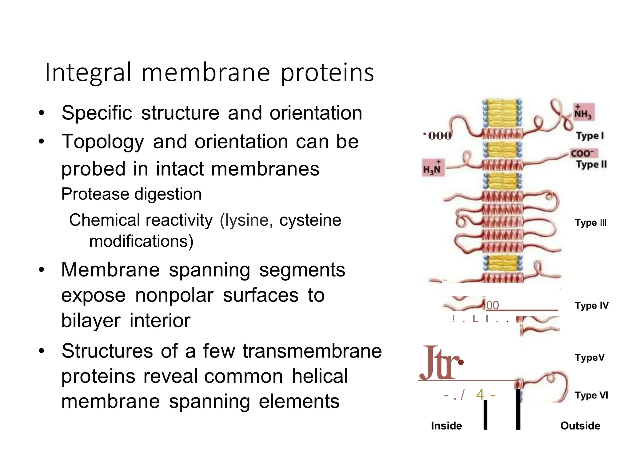 Biological Membranes powerpoint presentaions | PPT
