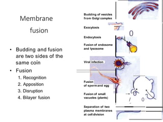 Biological Membranes powerpoint presentaions | PPT